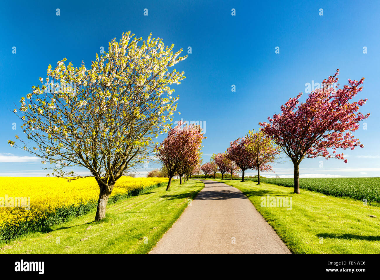 A grove of cherry trees in blossom at Manor Farm Huggate Stock Photo ...