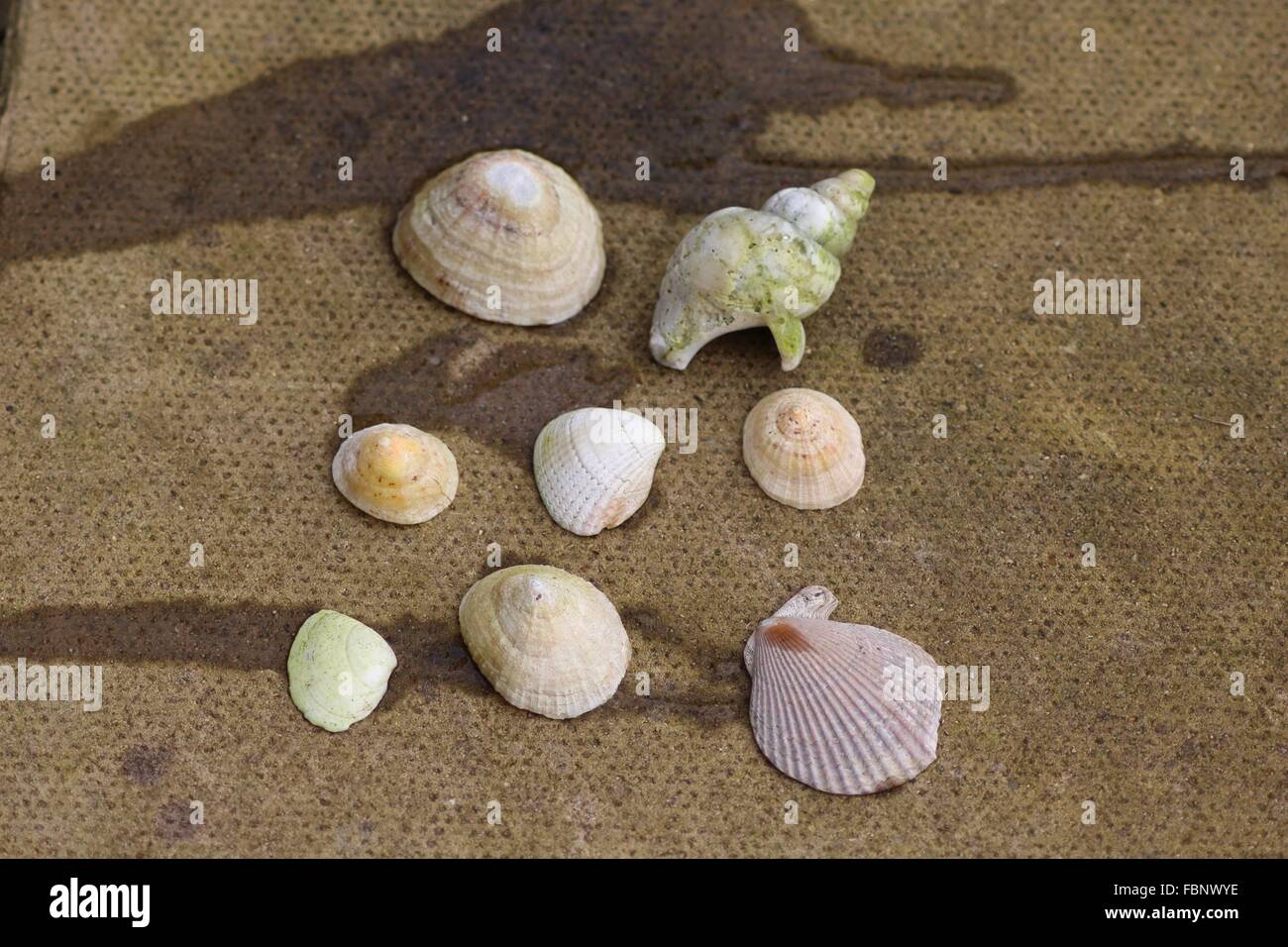 Concrete shells hi-res stock photography and images - Alamy