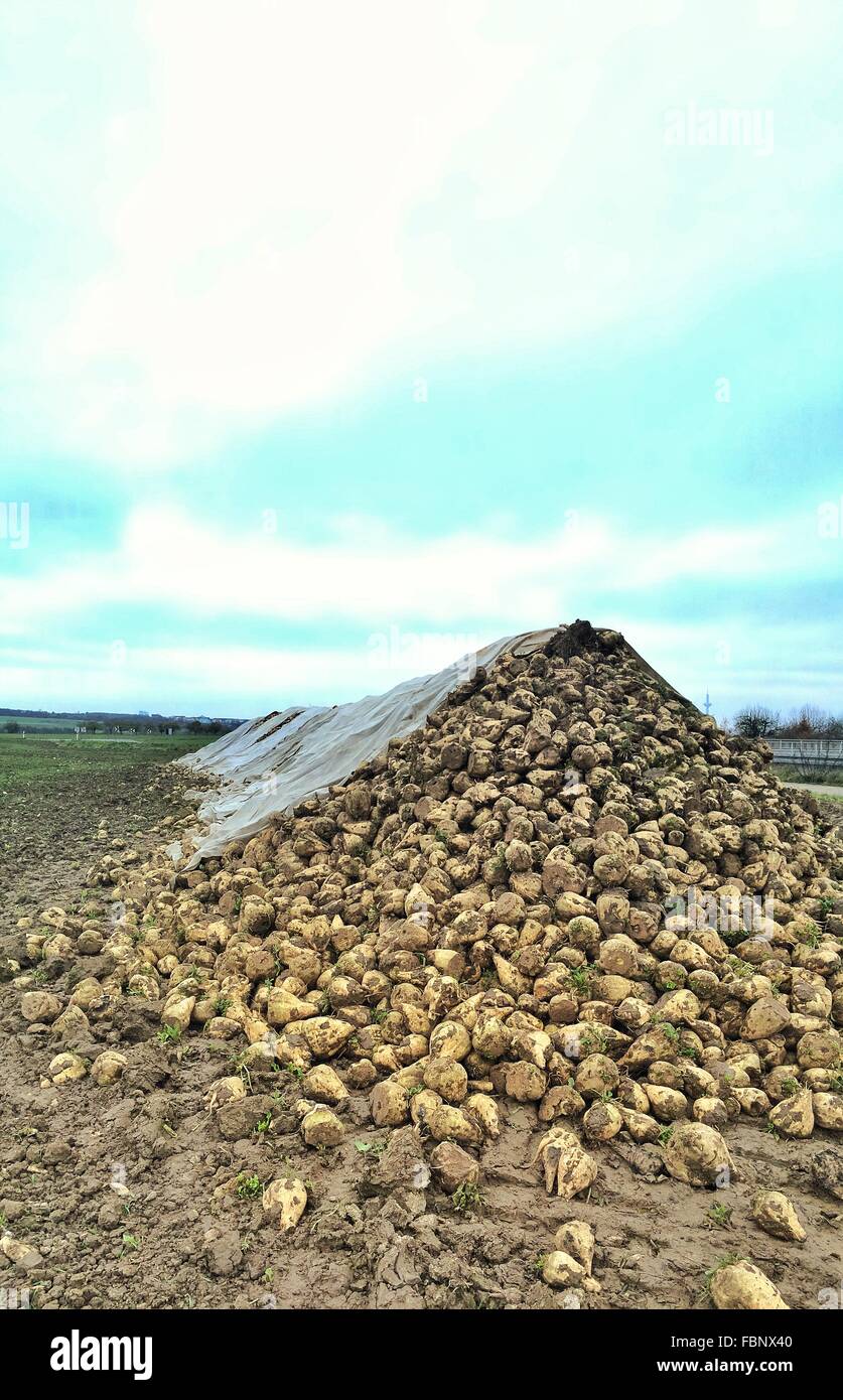 Pile Of Turnip In Field Stock Photo - Alamy