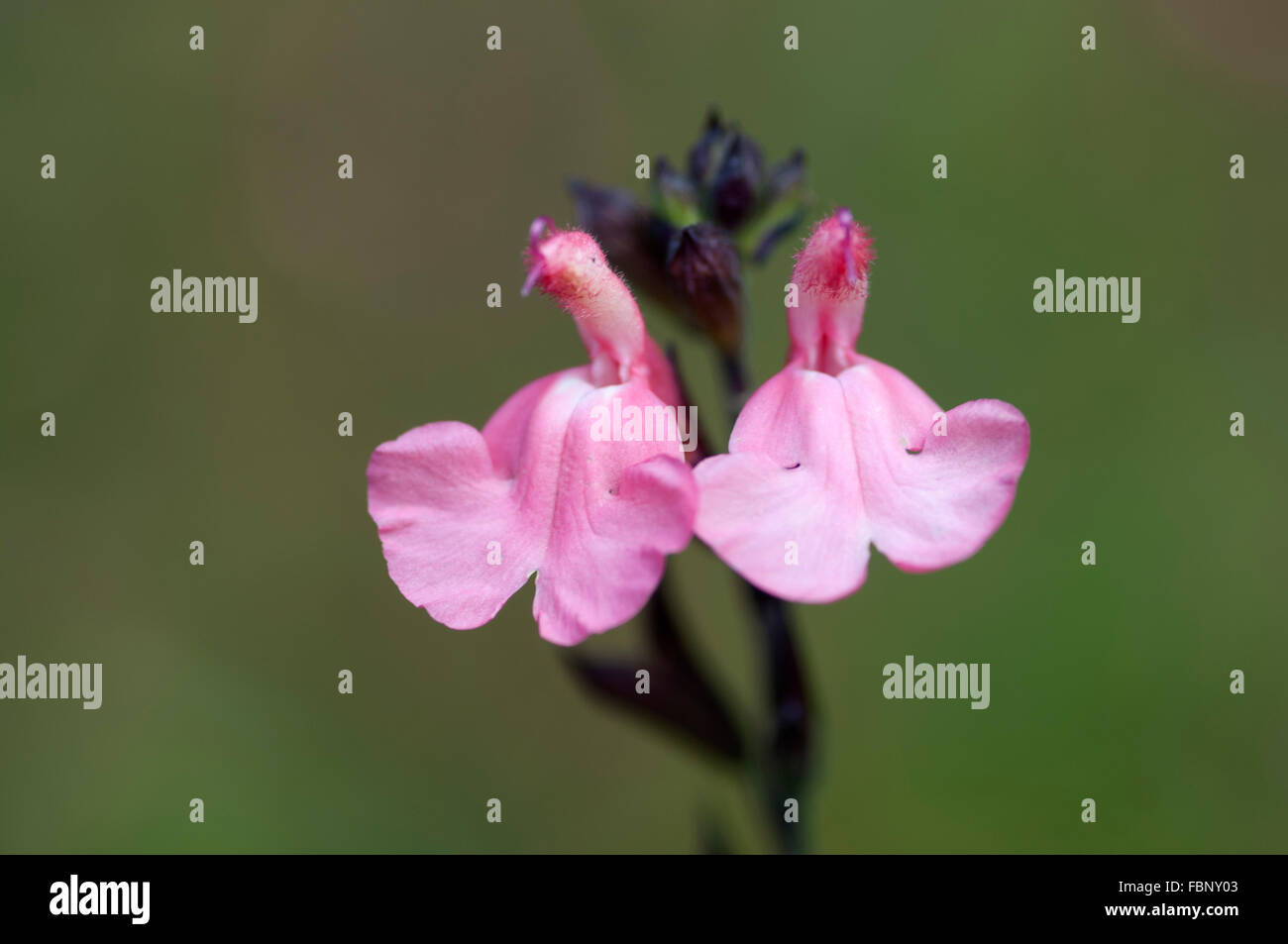 Salvia x jamensis hi-res stock photography and images - Alamy