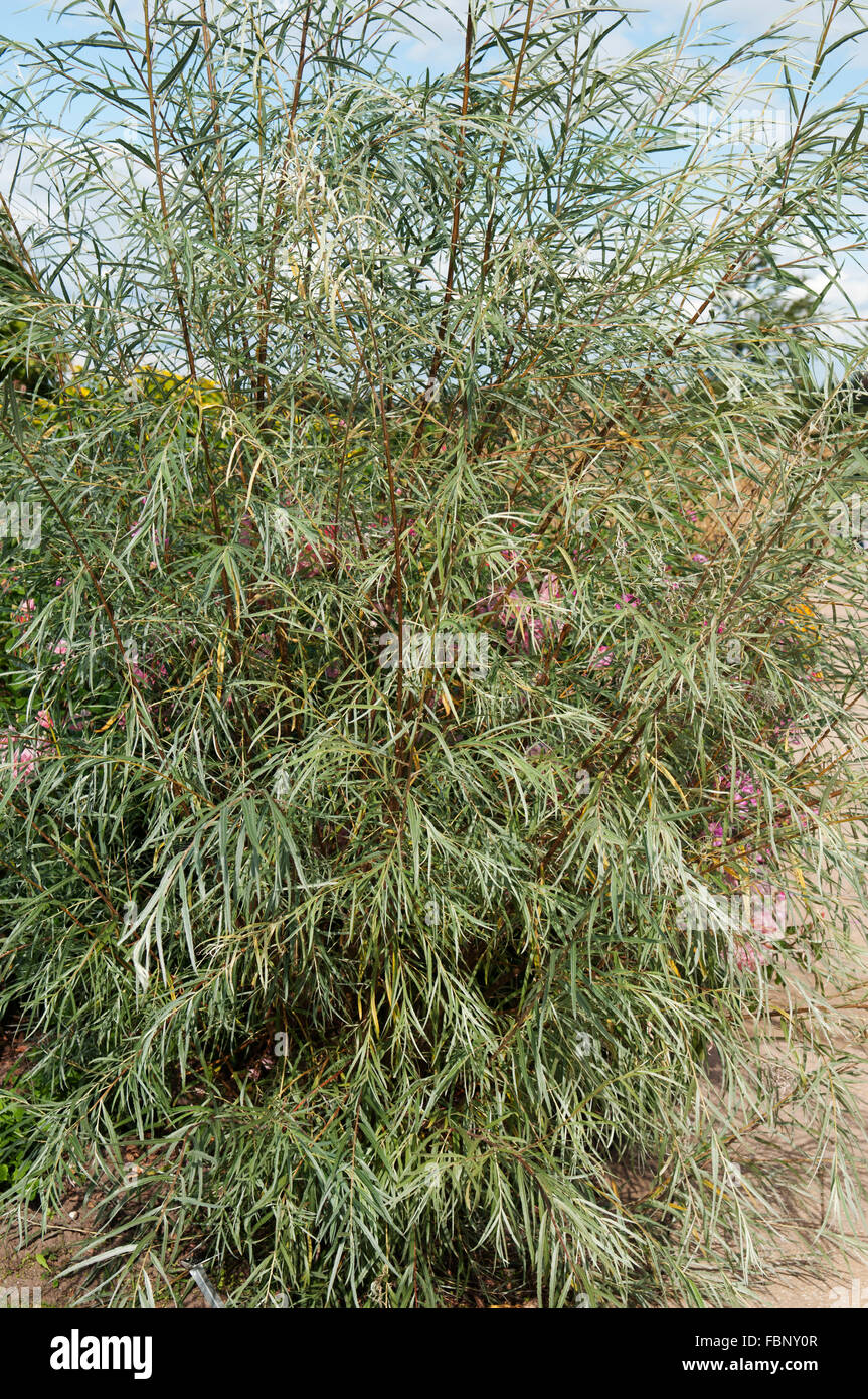 Coyote Willow