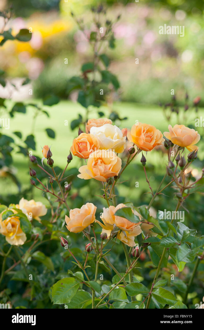 Varenna flowers hi-res stock photography and images - Alamy