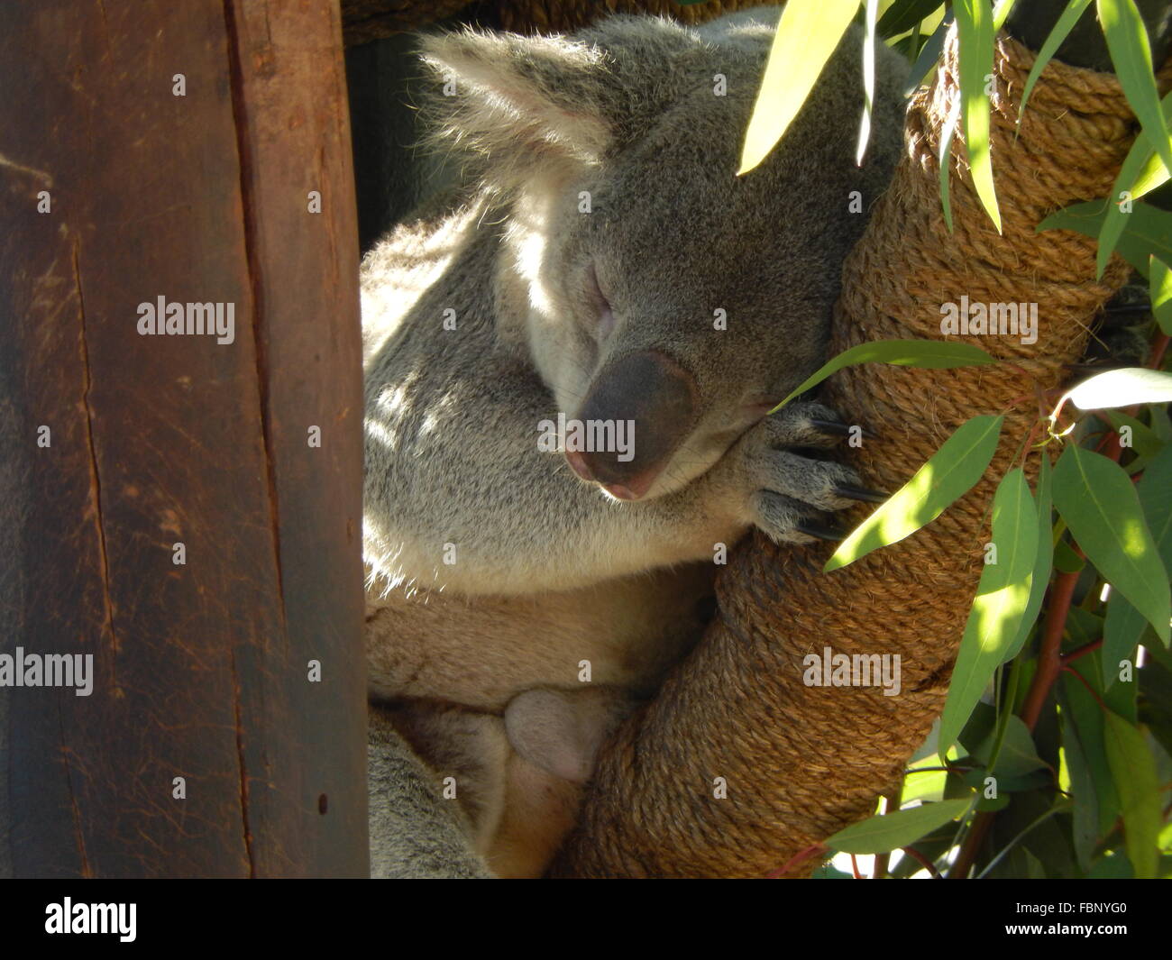 Koala sleeping on eucalyptus tree hi-res stock photography and images ...