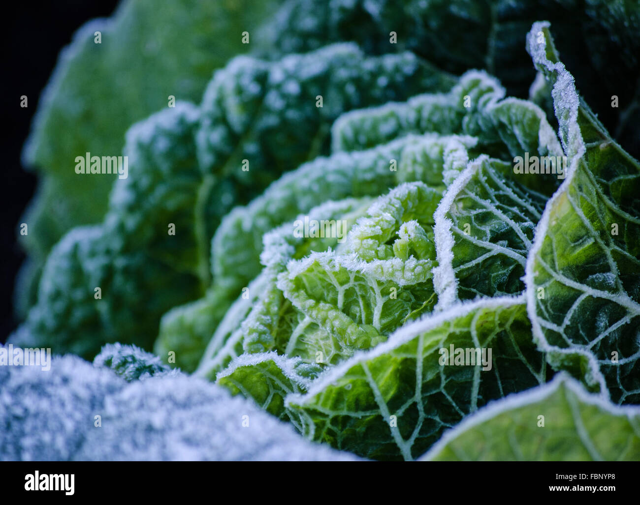 Snow cabbage hi-res stock photography and images - Alamy