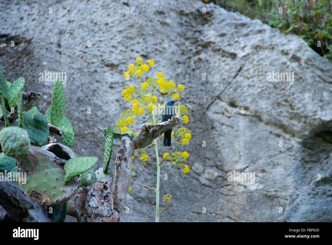 Sitting on cactus hi-res stock photography and images - Alamy