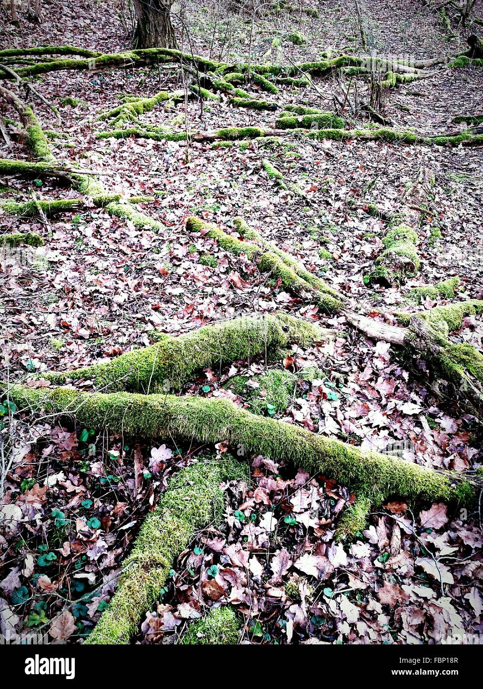 Tree roots covered in moss hi-res stock photography and images - Alamy