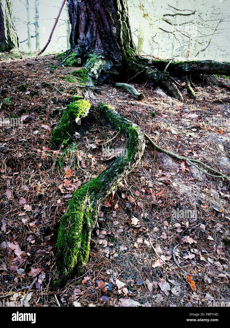 Tree roots covered in moss hi-res stock photography and images - Alamy