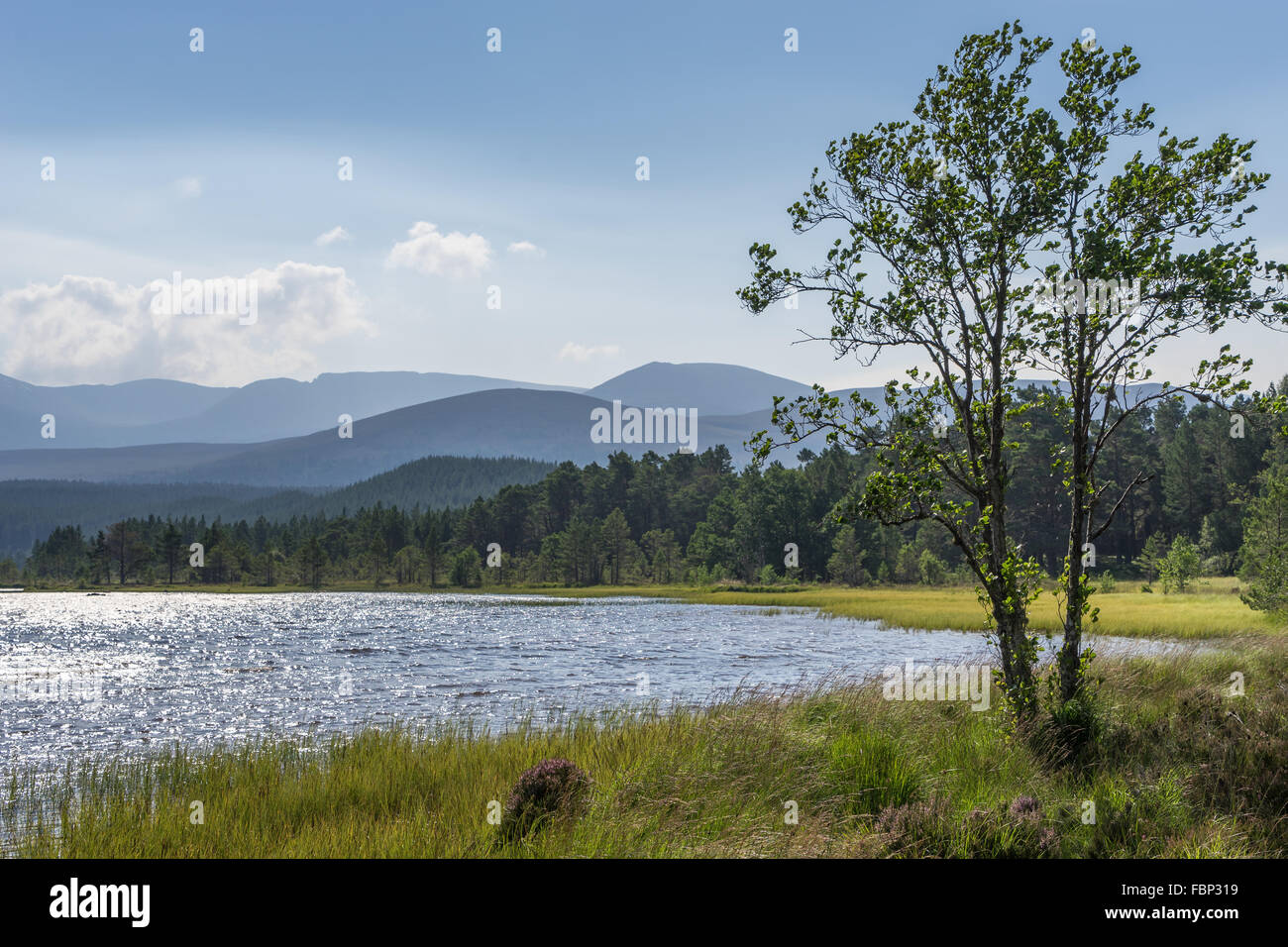 Loch Morlich near Aviemore Stock Photo - Alamy