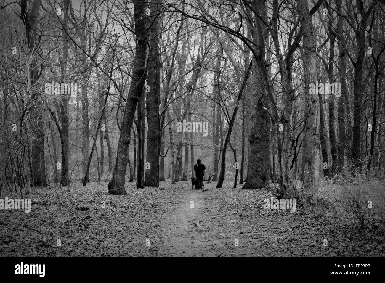 Person in the forest hi-res stock photography and images - Alamy