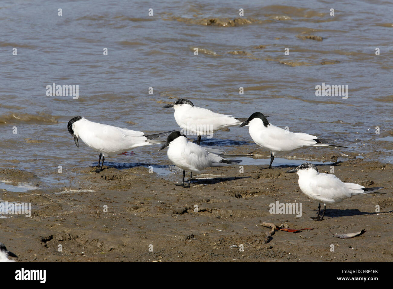 Gull-billed Tern, Gelochelidon nilotica, roost on Cairns Esplanade ...