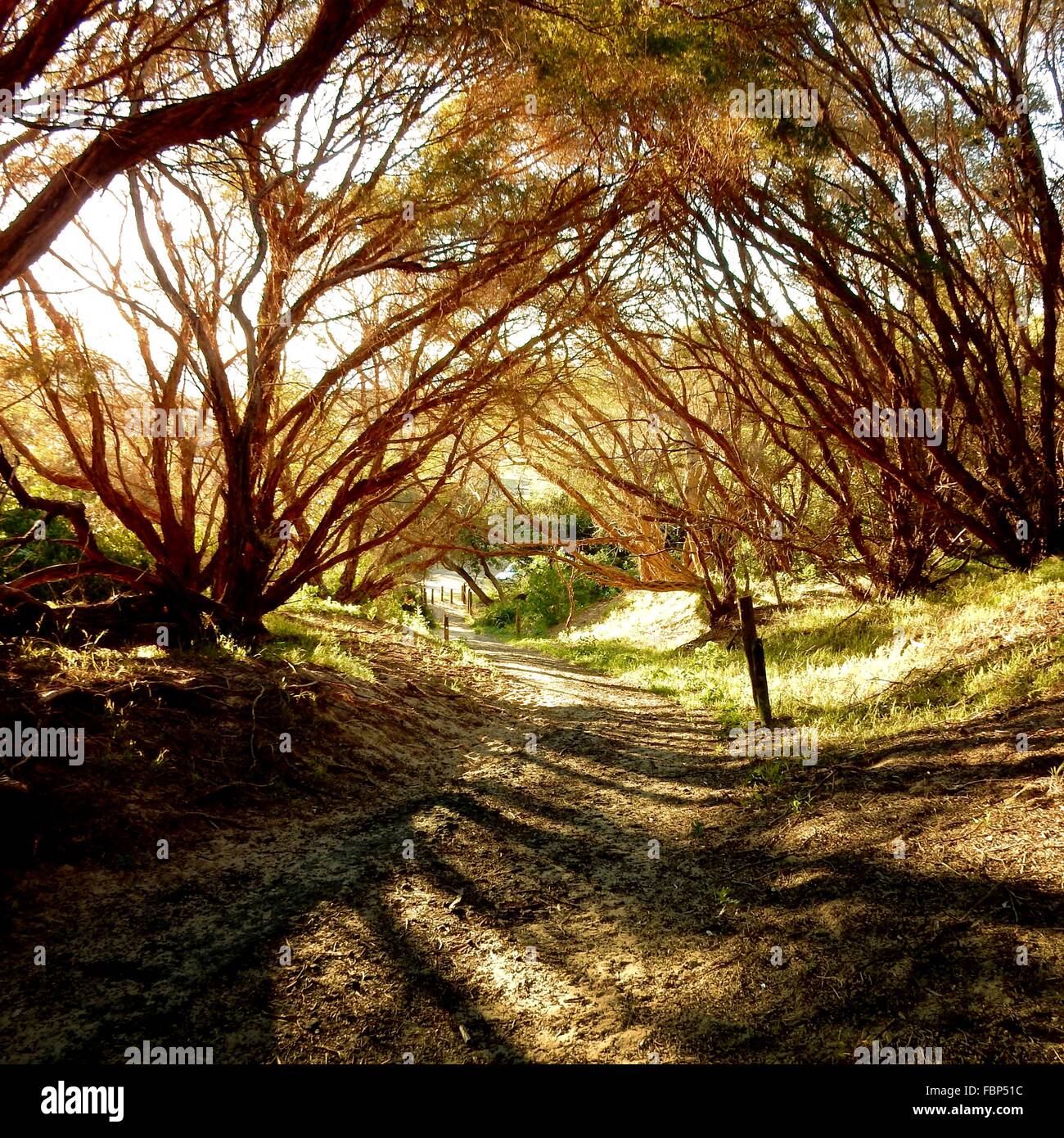 Sunlit pathway hi-res stock photography and images - Alamy