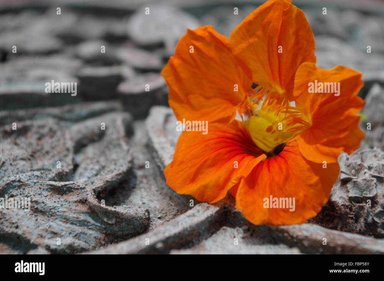 Rusty Orange Color High Resolution Stock Photography and Images - Alamy