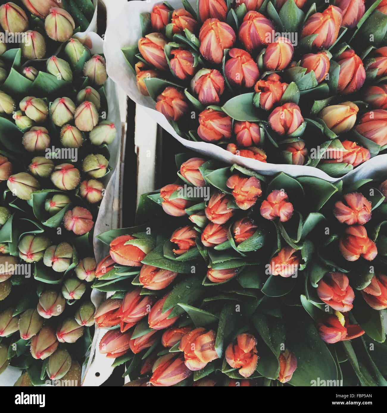 Flowers buds hi-res stock photography and images - Alamy