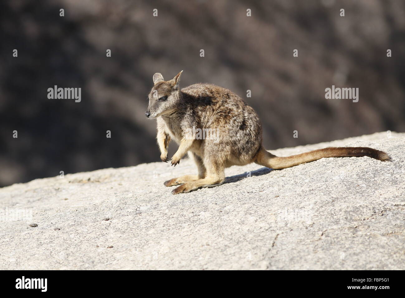 Mareeba Rock-Wallaby, Petrogale mareeba Stock Photo - Alamy