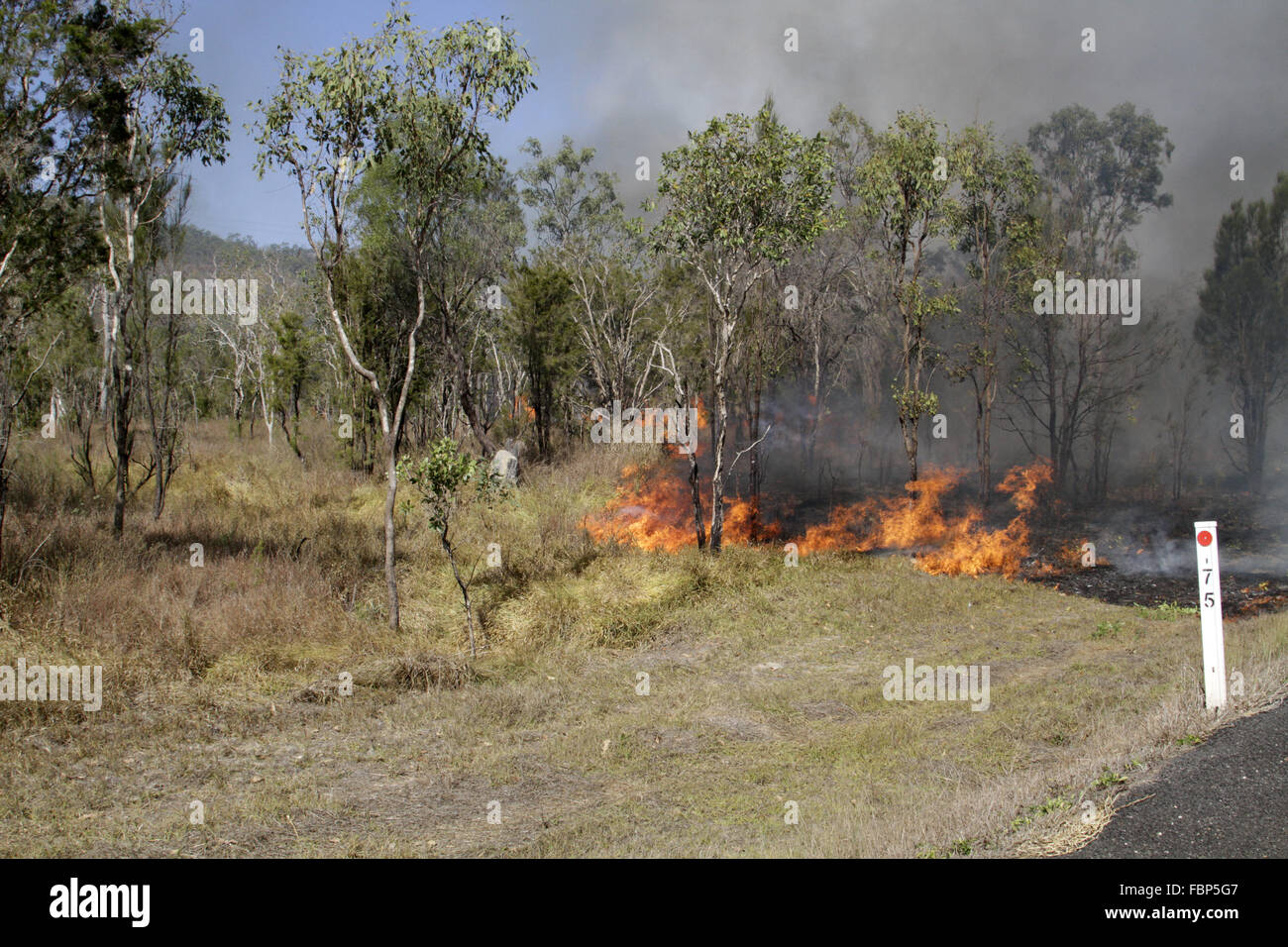 Queensland flame tree hi-res stock photography and images - Alamy