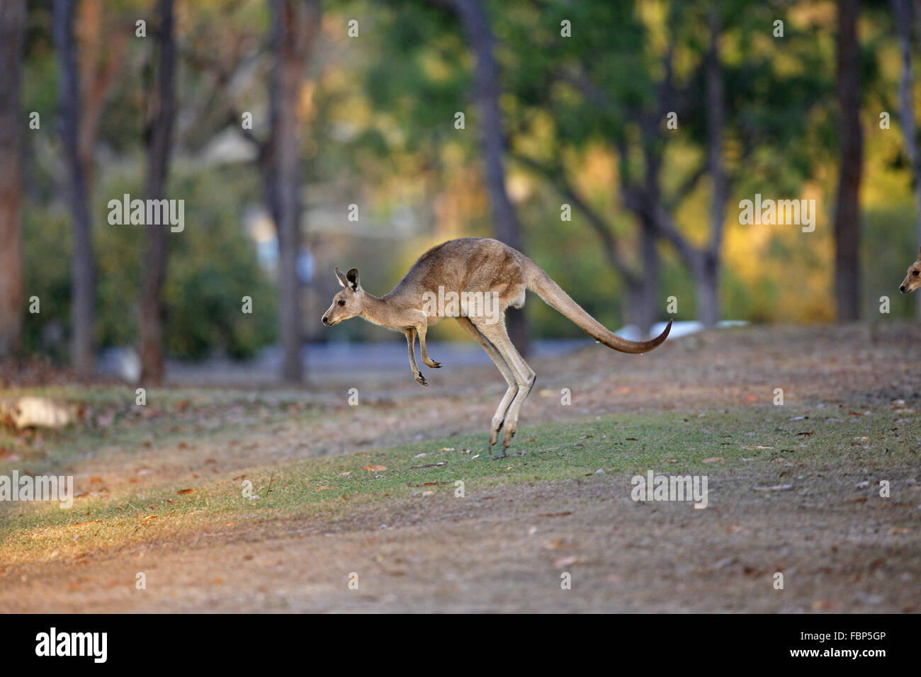 Kangaroo running hi-res stock photography and images - Alamy