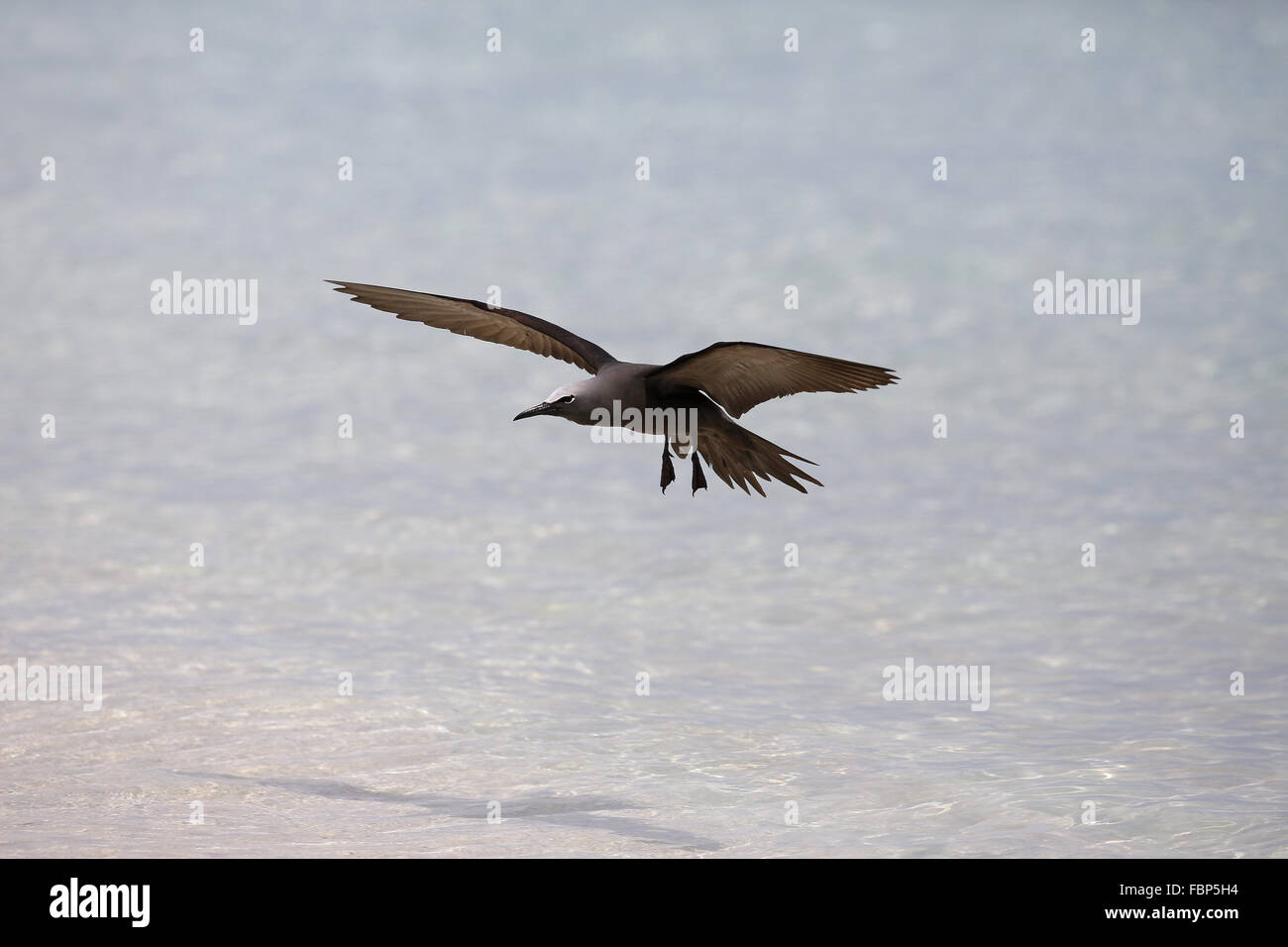 Common Noddy, Anous stolidus, flying over sea Stock Photo - Alamy