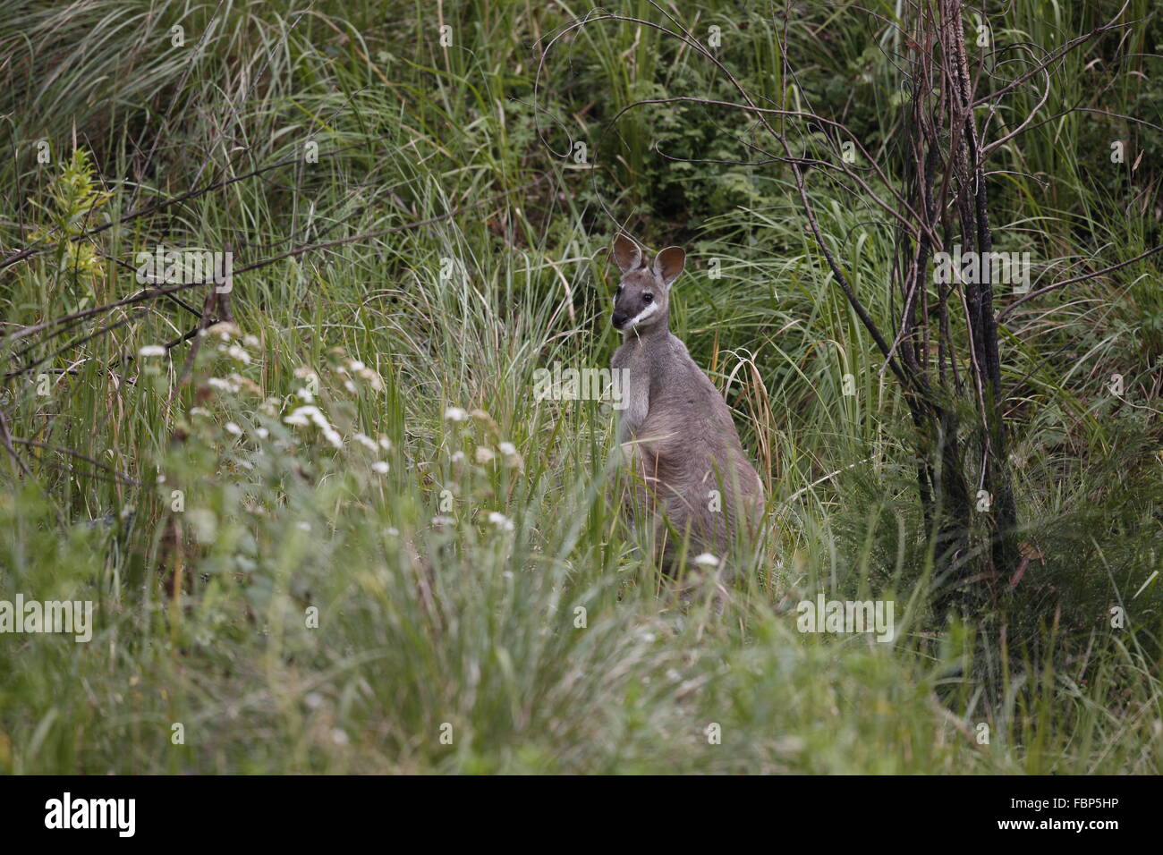 Pretty-faced Wallaby (Whiptail Wallaby), Macropus parryi Stock Photo ...