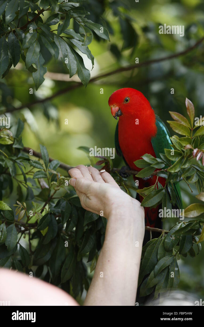Australian King Parrot, Alisterus scapularis, male ready to take food ...