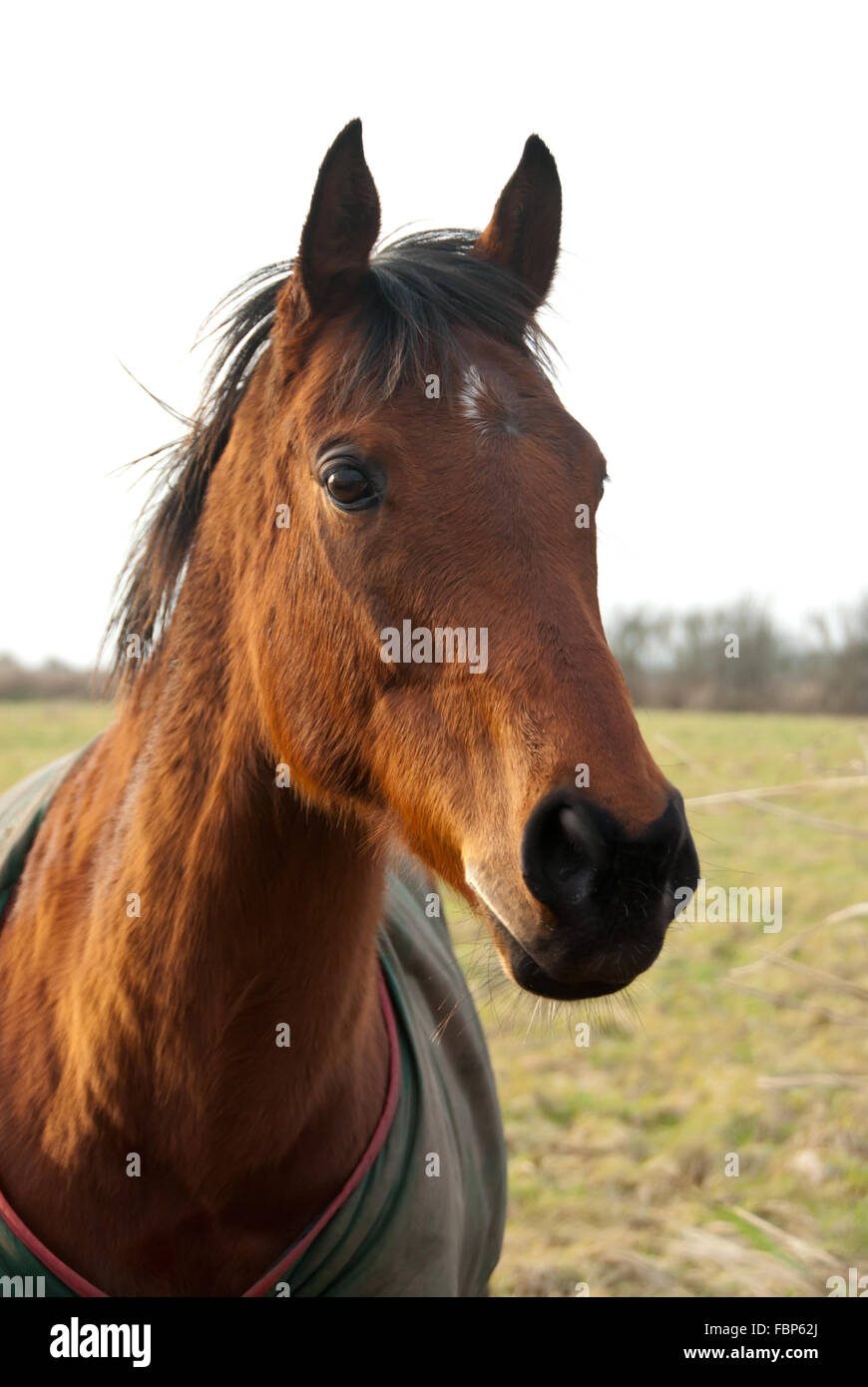 Portrait of a chestnut colored horse Stock Photo - Alamy