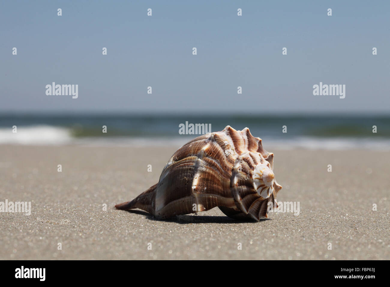 Wonder shell hi-res stock photography and images - Alamy