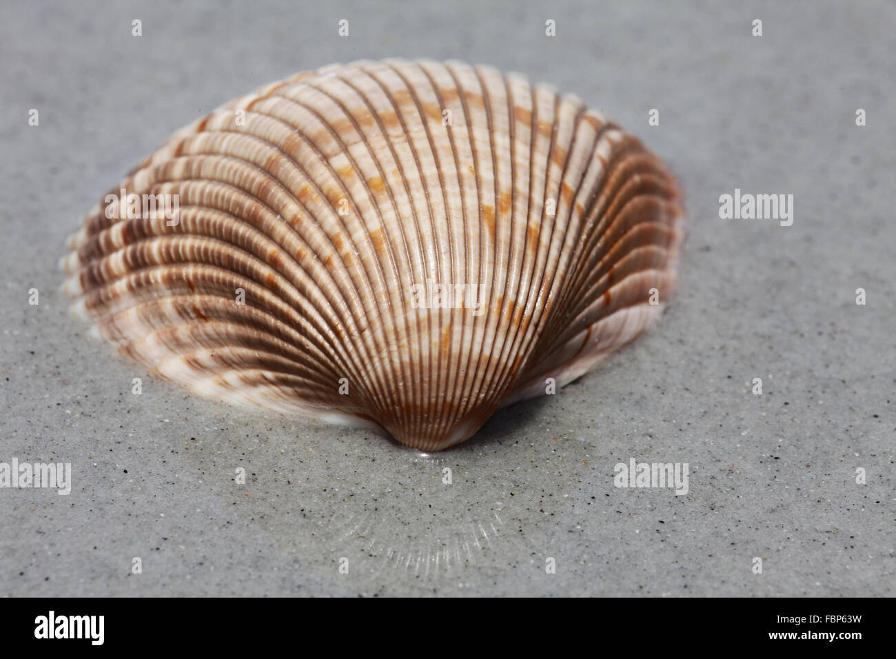 Sea shell hi-res stock photography and images - Alamy