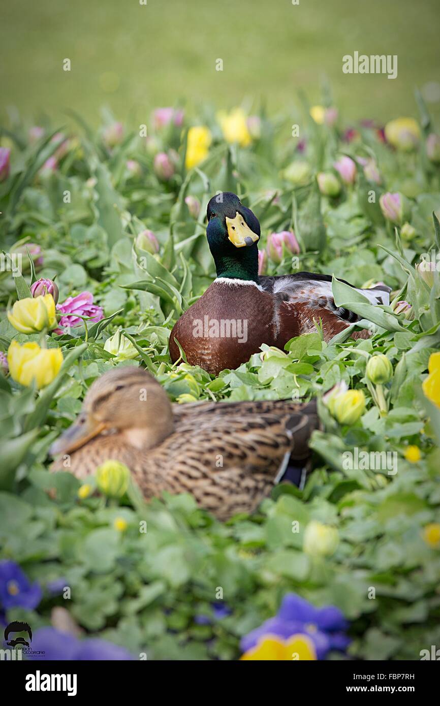 Animals in wildflowers hi-res stock photography and images - Alamy