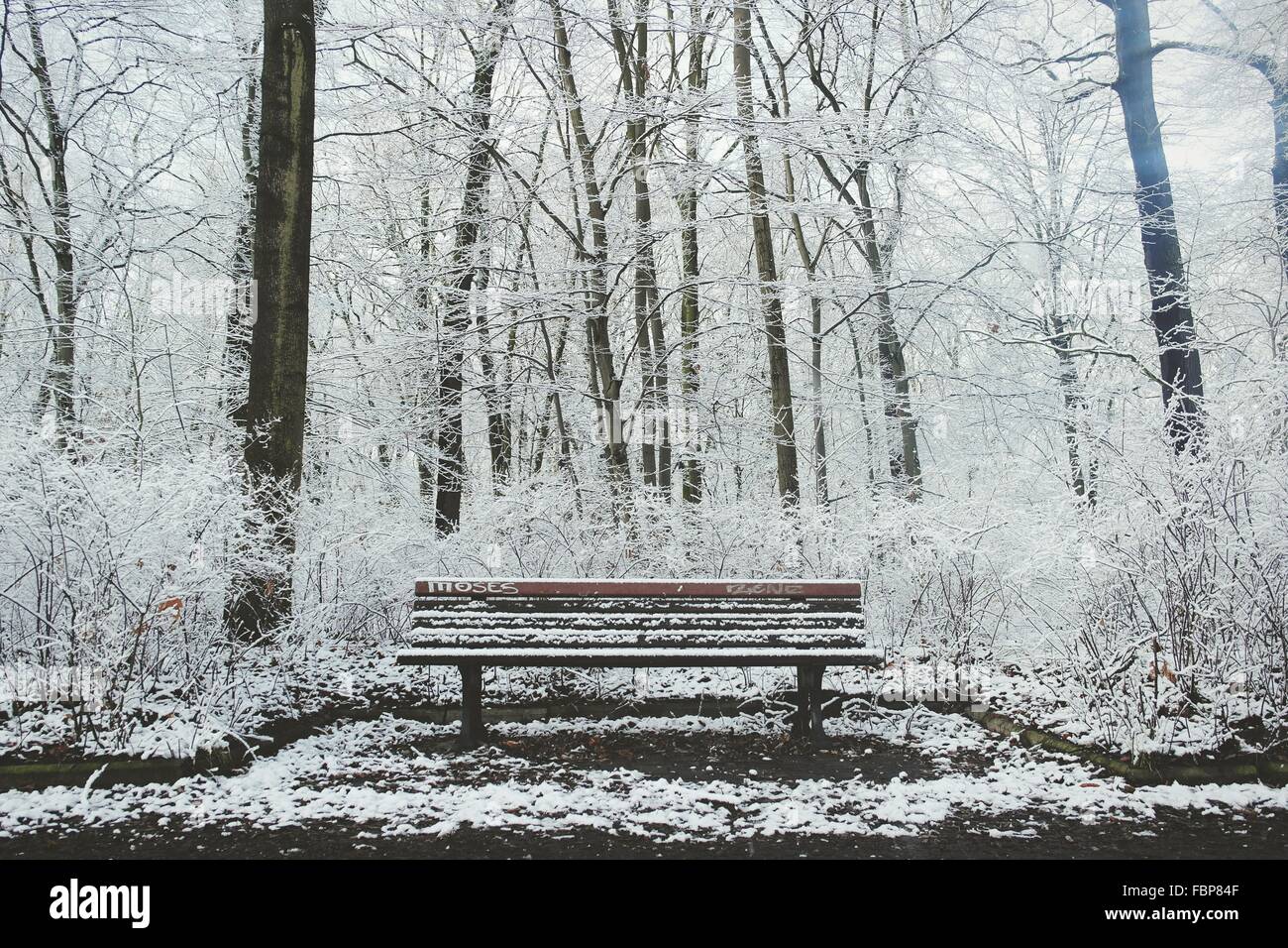 Empty Bench And Trees During Winter Stock Photo - Alamy