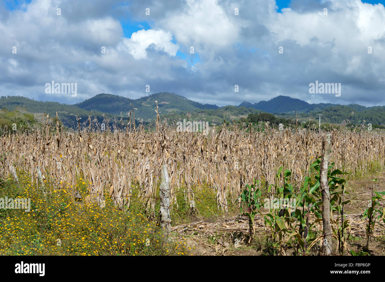 Mexican corn field hi-res stock photography and images - Alamy