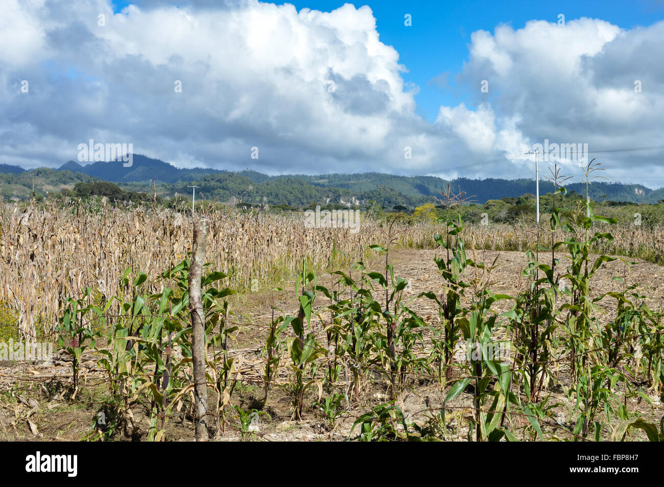 Landscape with dry corn fields near the town of Comitan in Chiapas ...