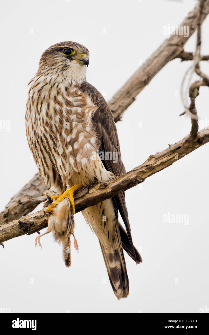 Merlin bird hi-res stock photography and images - Alamy