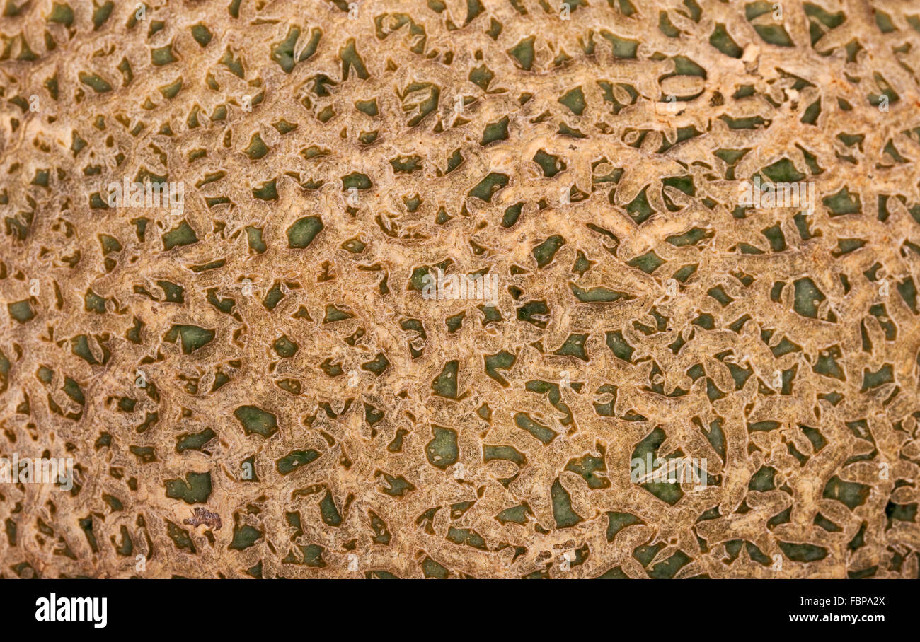 Rockmelon hi-res stock photography and images - Alamy