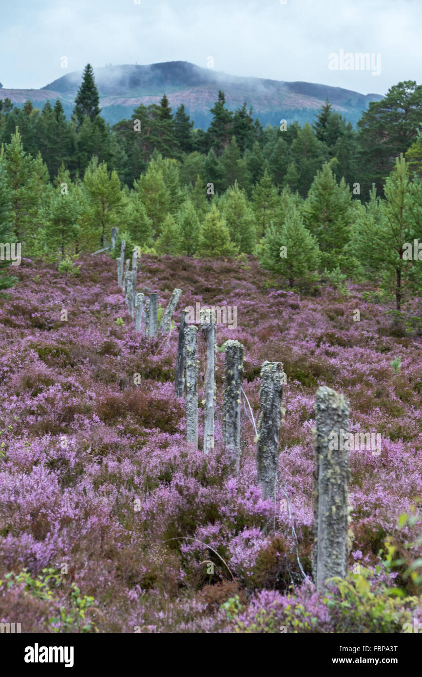 Scottish Heather in full bloom near Aviemore Stock Photo - Alamy