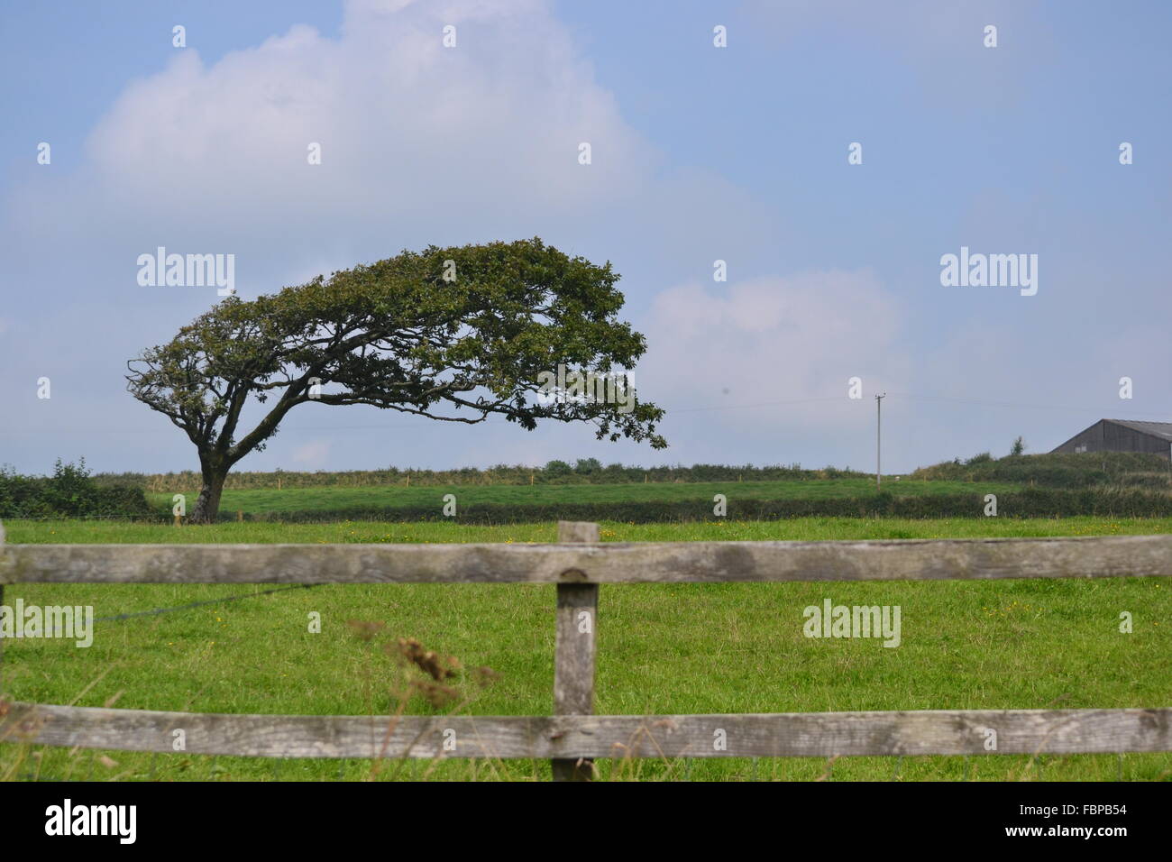 Wind warped hi-res stock photography and images - Alamy