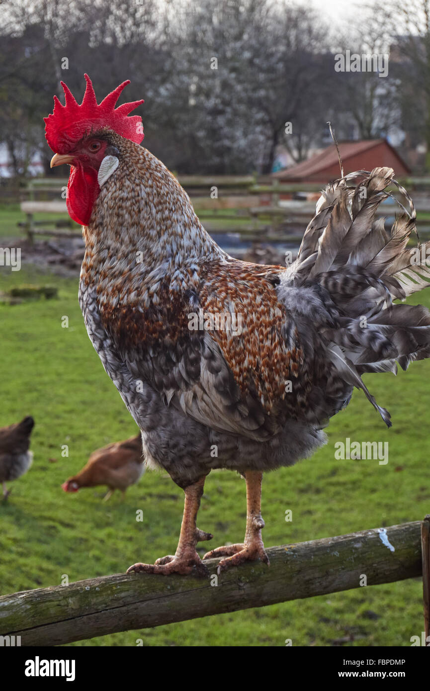 Bielefelder Kennhuhn Rooster at the Hackney City Farm, London England ...