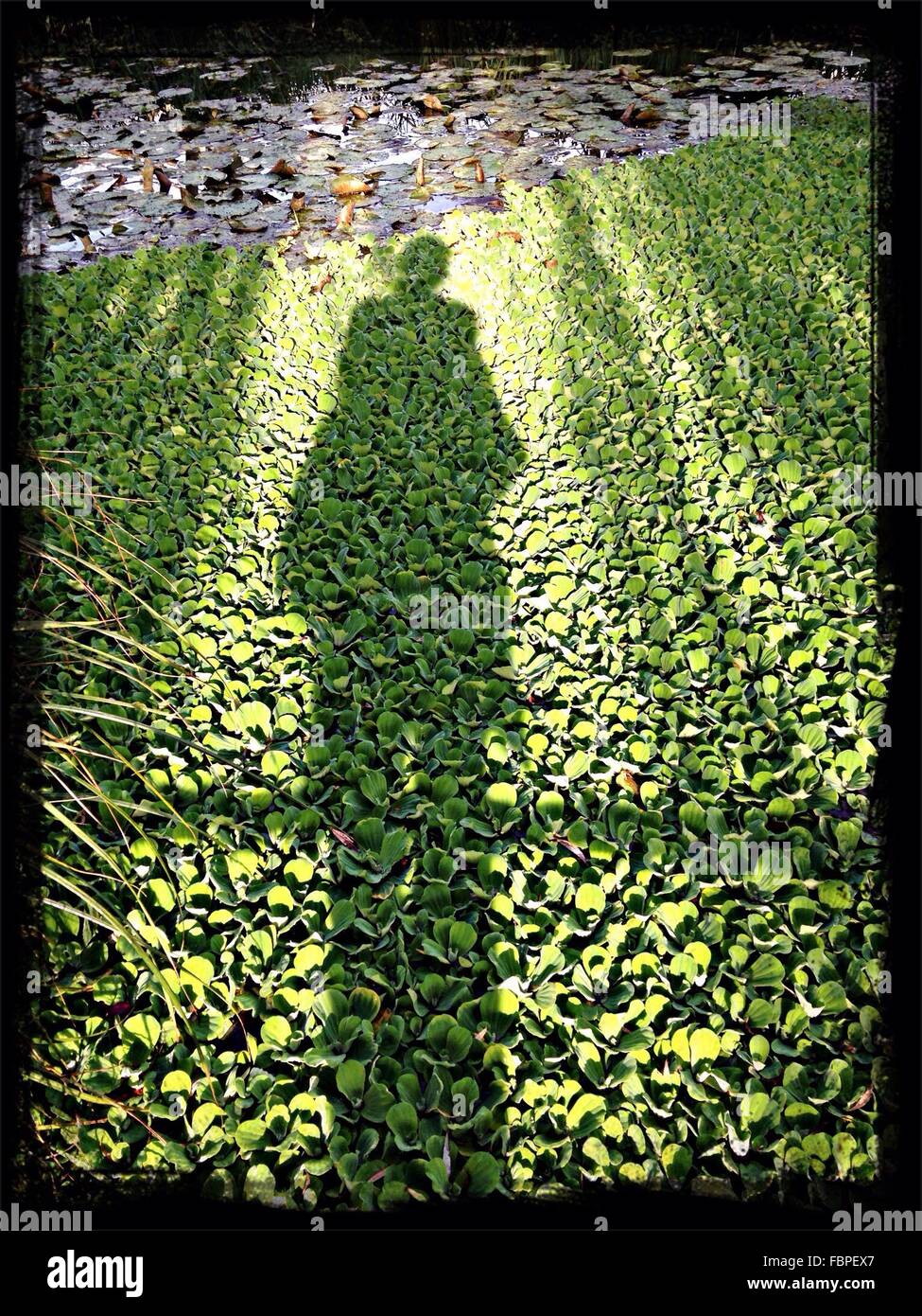 Plants shadow outline hi-res stock photography and images - Alamy