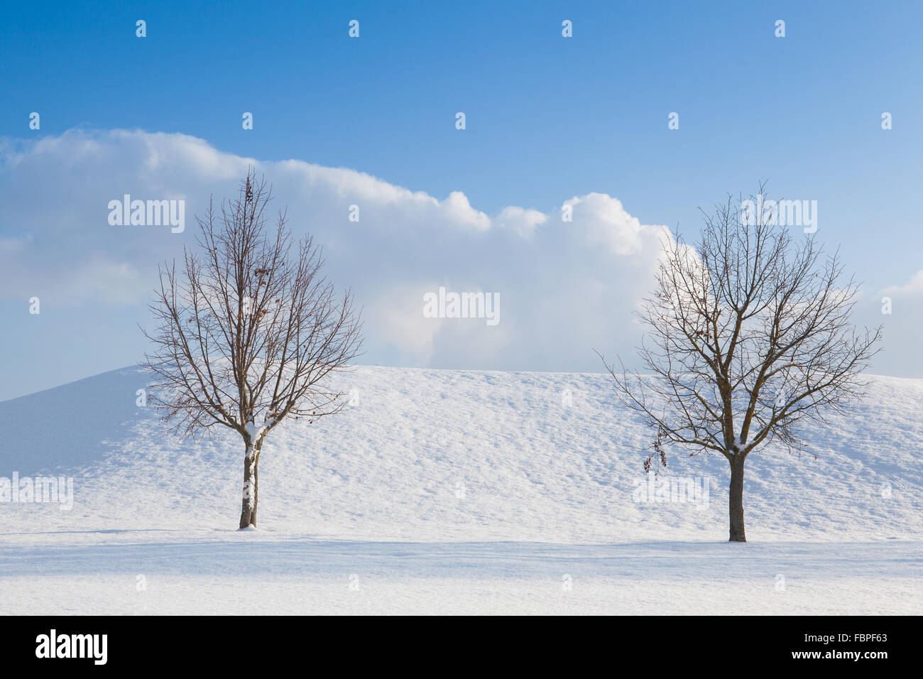 Two Lonely Trees