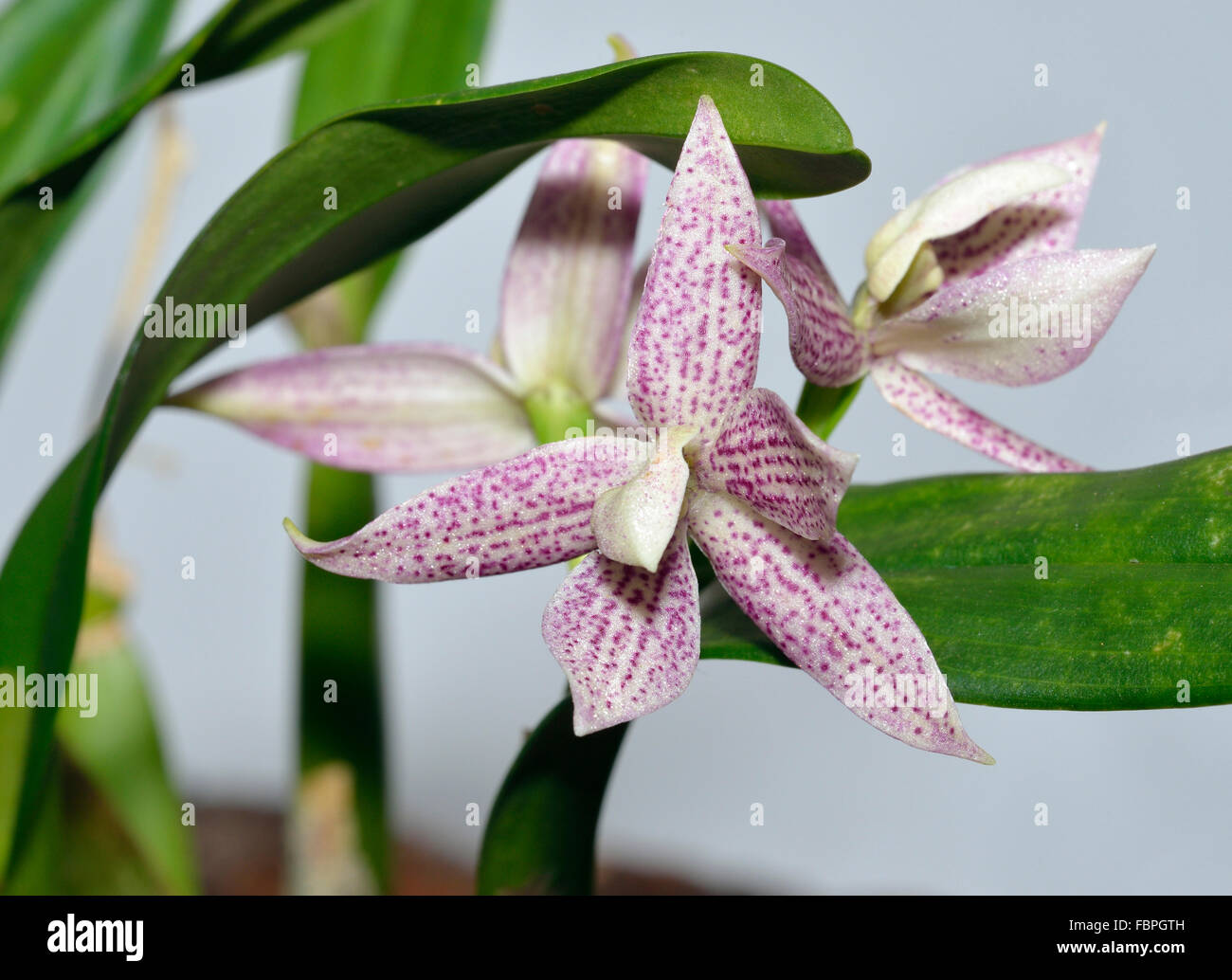 Garcia's Prostechea Orchid - Prosthechea garciana From Cloud Forests of ...