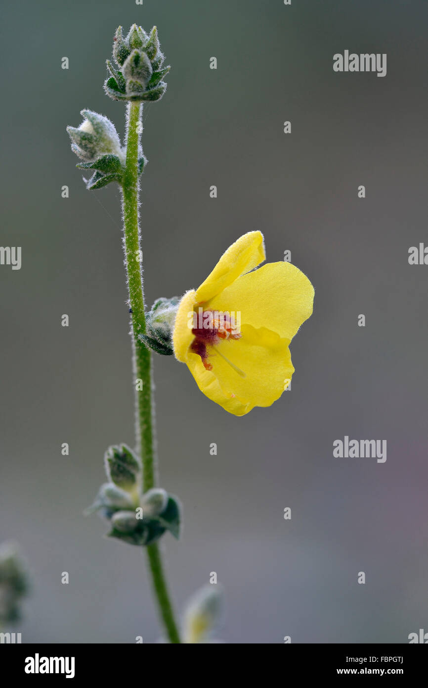 Wavyleaf Mullein - Verbascum sinuatum Also known as Black-leaved ...