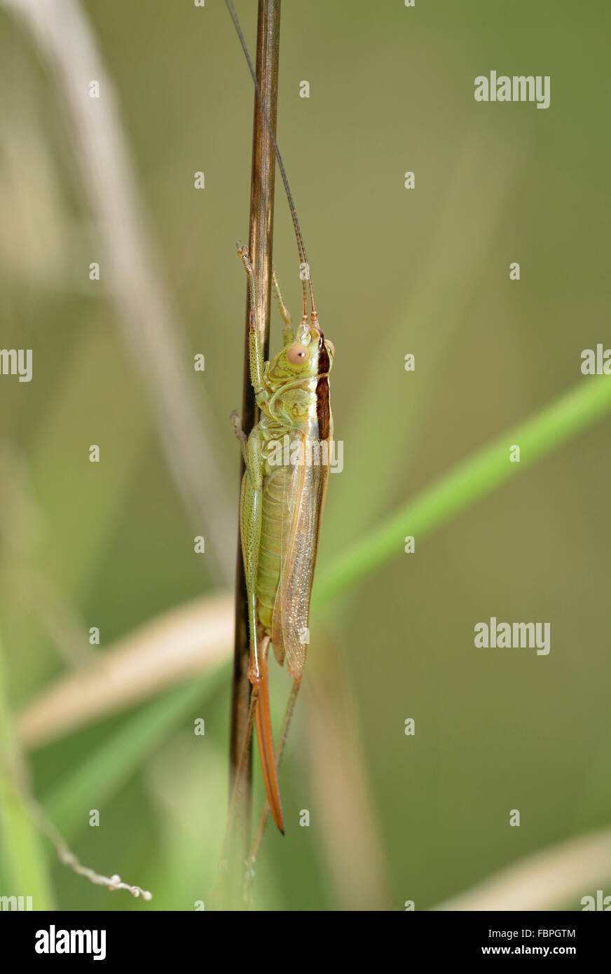 Long winged conehead cricket uk hi-res stock photography and images - Alamy
