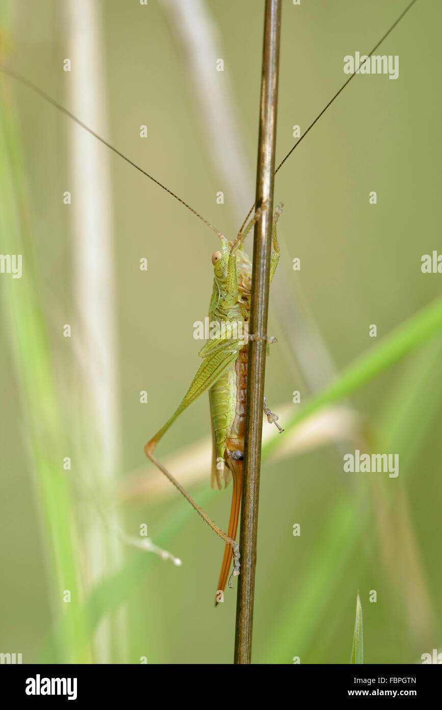 Long winged cone head cricket hi-res stock photography and images - Alamy
