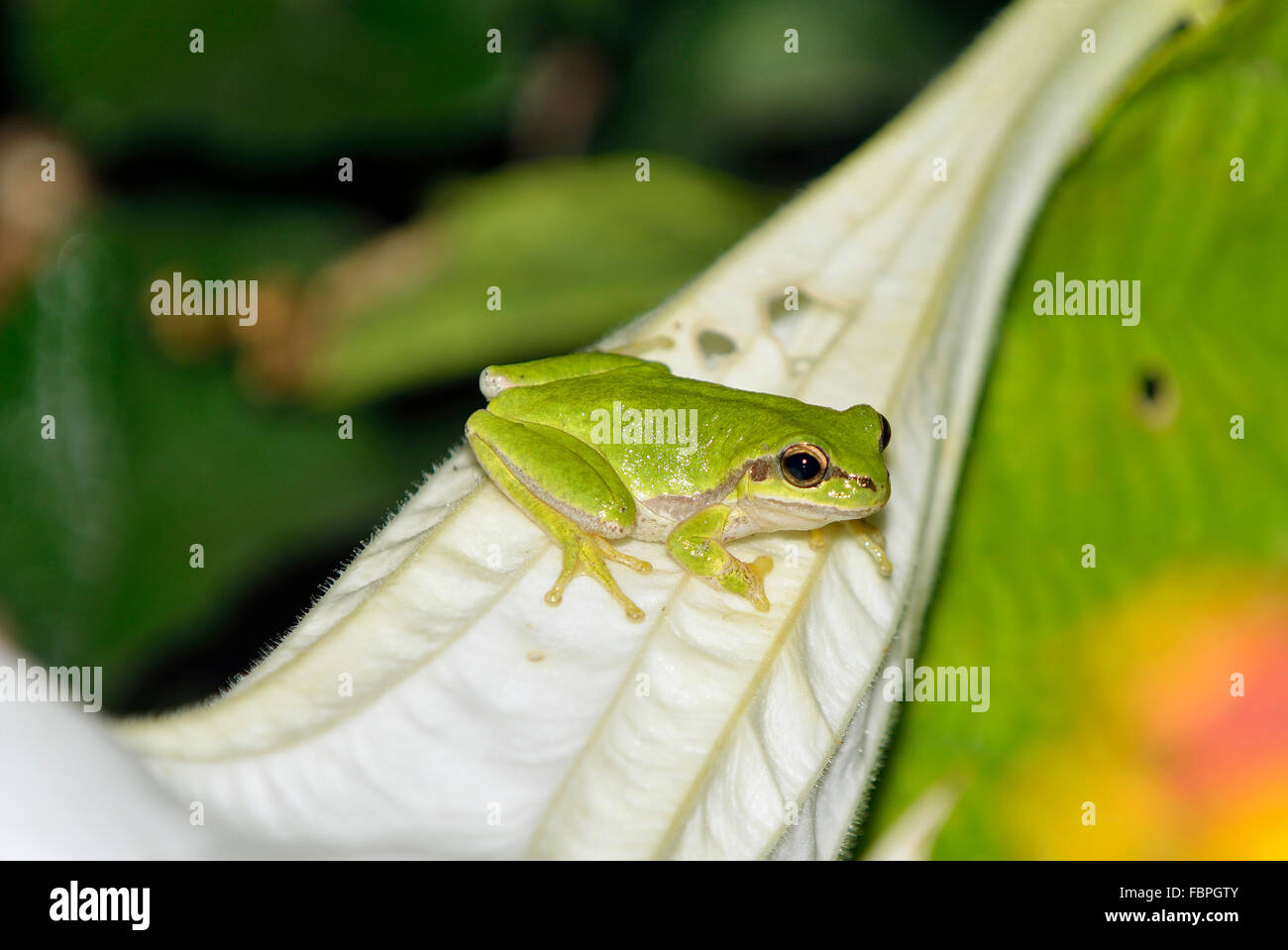 Middle east tree frog hi-res stock photography and images - Alamy
