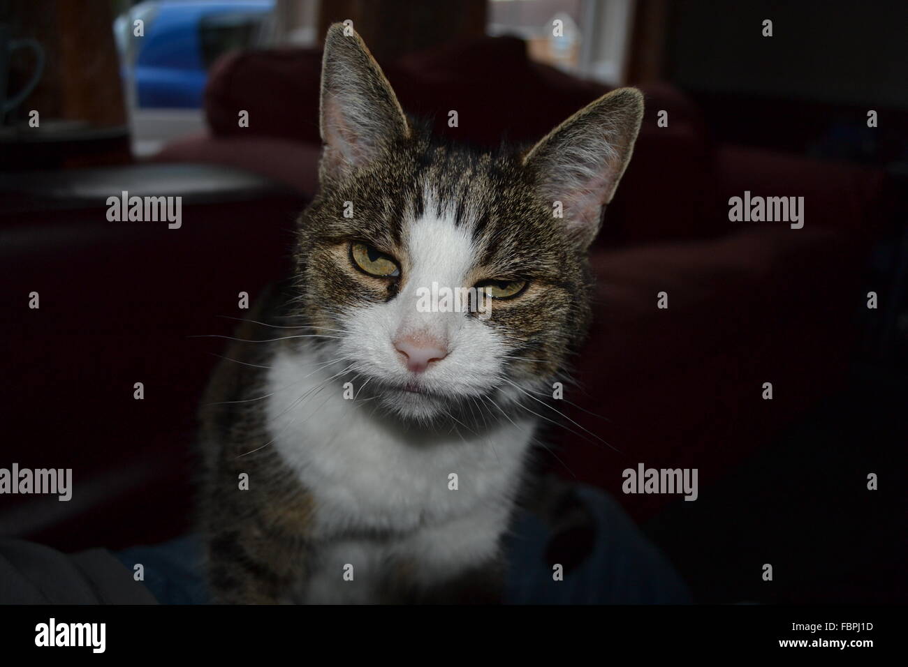 Cat blinking from the flash of the camera Stock Photo - Alamy