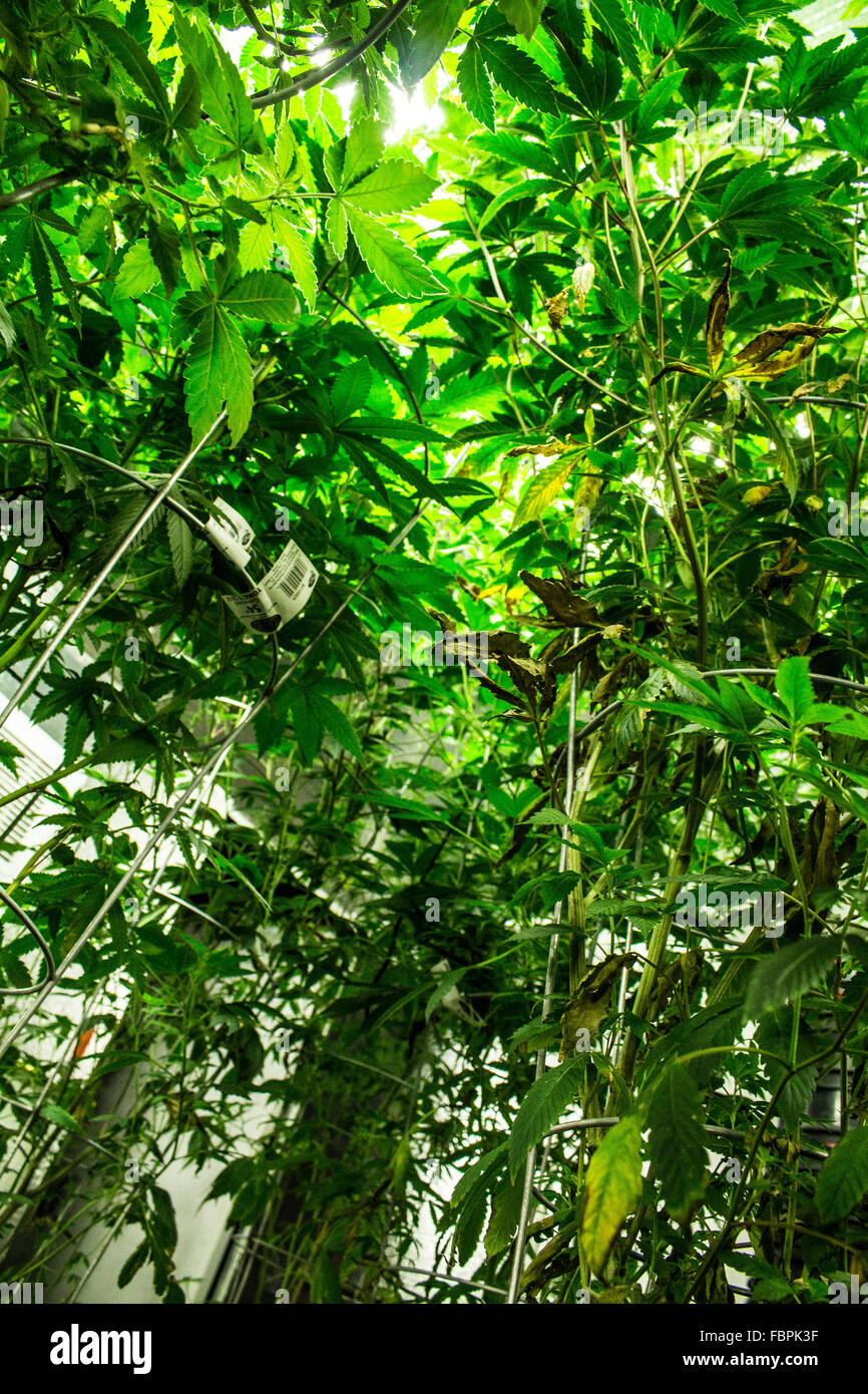 Medical Cannabis Marijuana Grow Room Stock Photo - Alamy