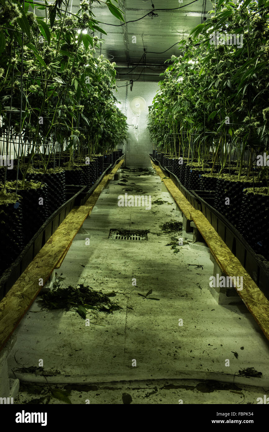 Marijuana grow hi-res stock photography and images - Alamy