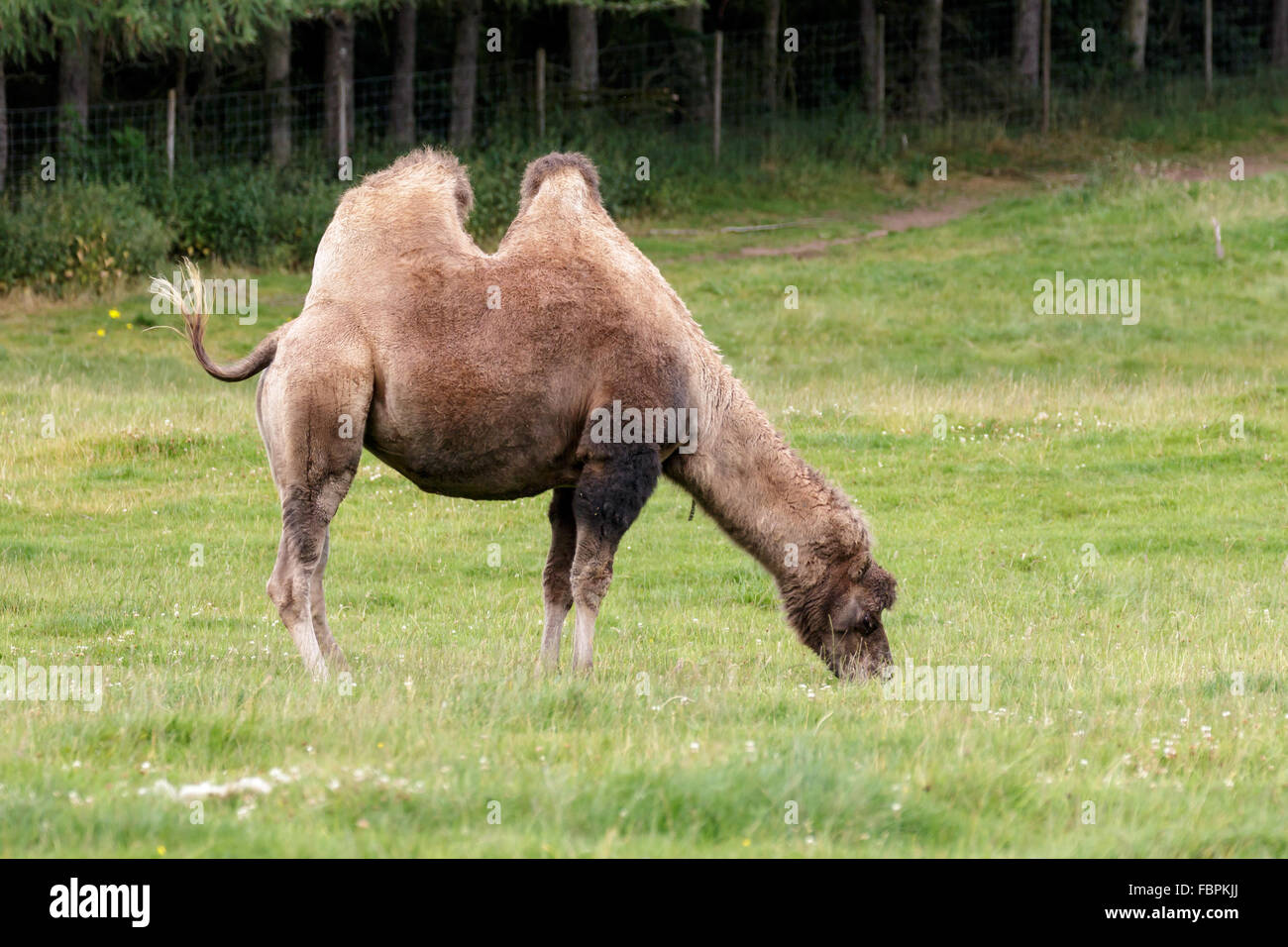 Double humped camel hi-res stock photography and images - Alamy
