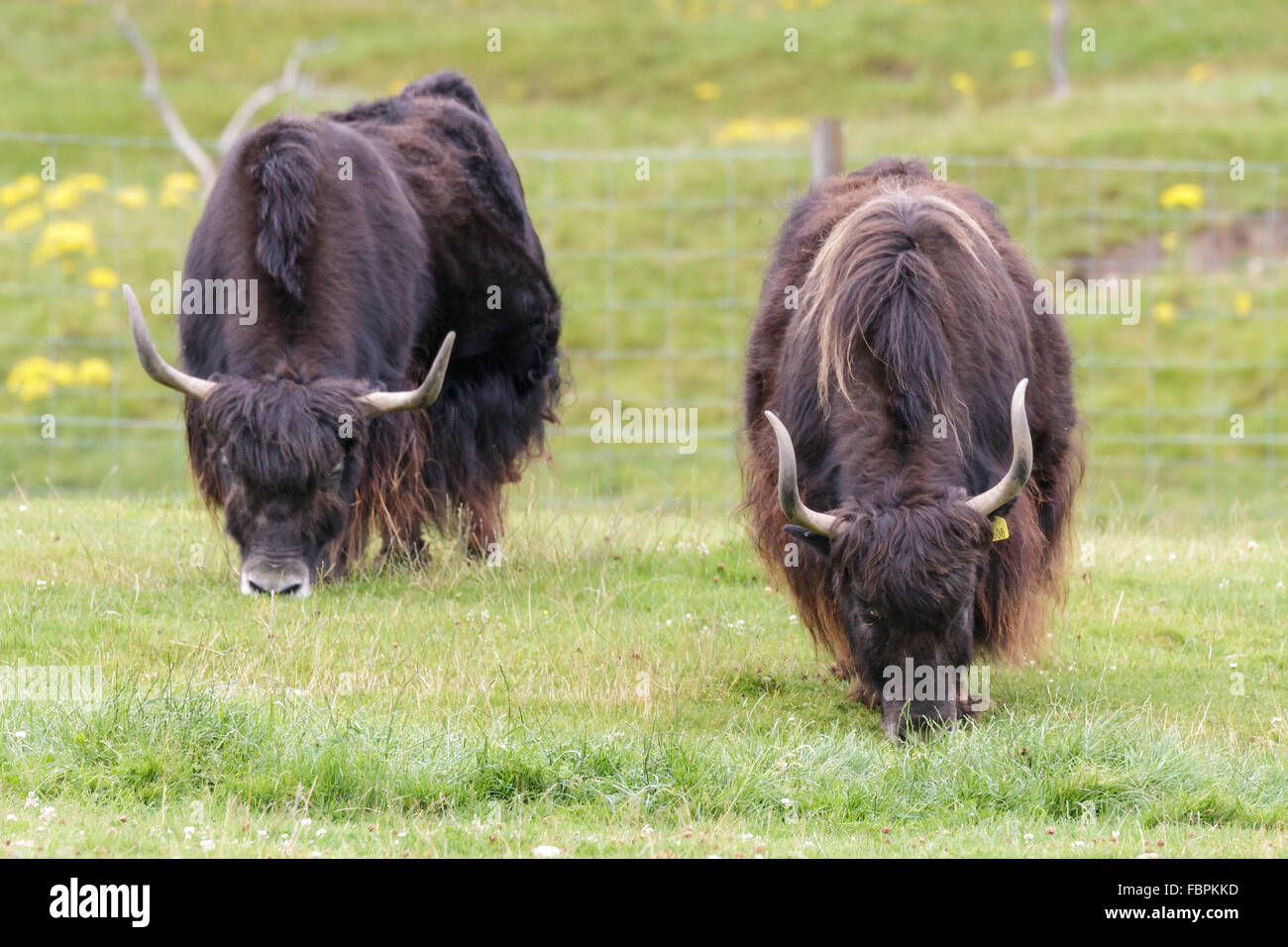 Brown yak bos grunniens hi-res stock photography and images - Alamy