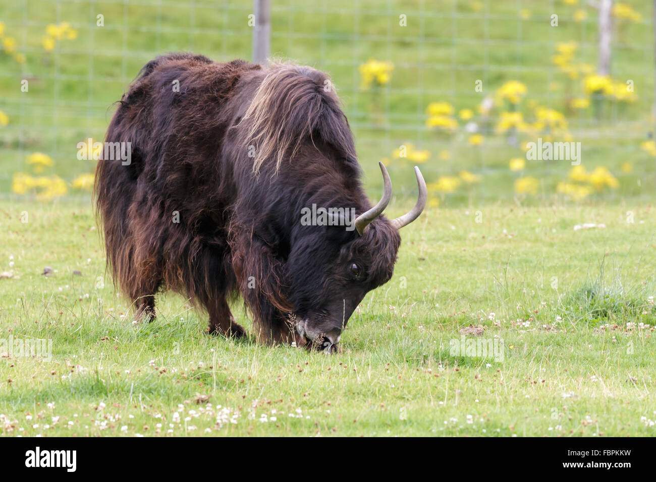Yak (Bos grunniens Stock Photo - Alamy