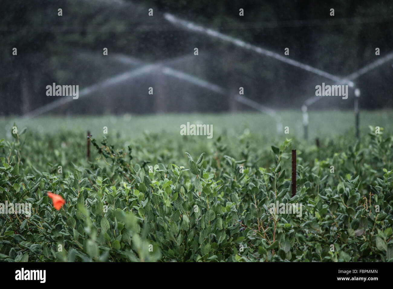 Watering Grapes in a Vineyard Stock Photo - Alamy