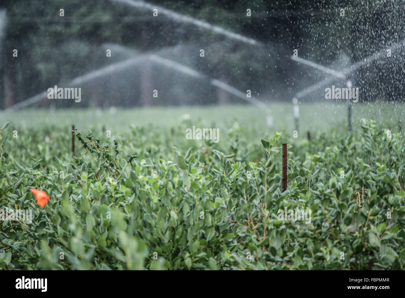 Vineyard watering hi-res stock photography and images - Alamy